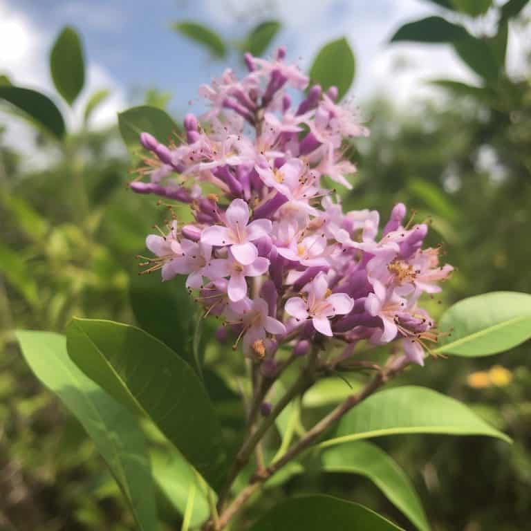 Advanced Pain Management - APM Health Publishers